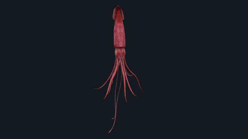 Animated squid 3D Model in Fish 3DExport