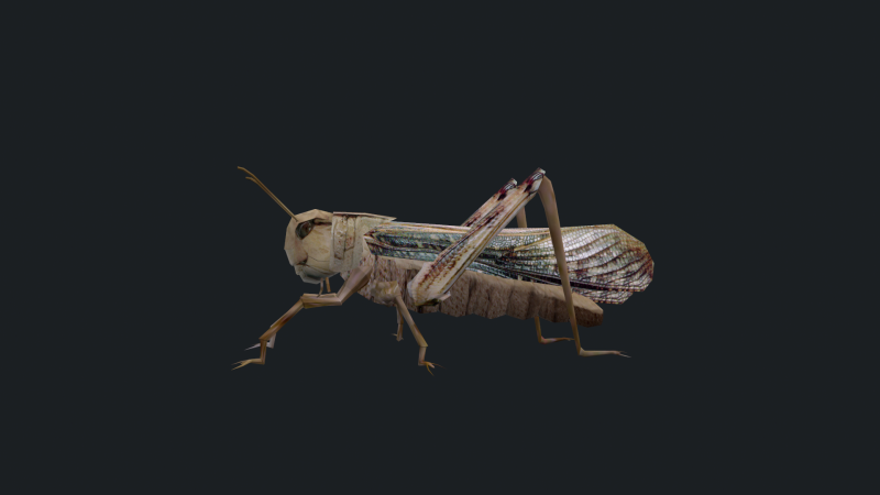 Animated Locust Grasshopper Modèle 3D in Insectes 3DExport