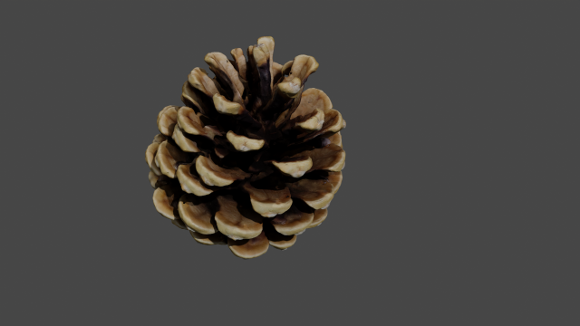 Cedar cone 3D Model in Tree 3DExport