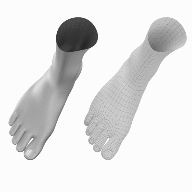 Human Feet In Standing Position Base Mesh 3D Model in Anatomy 3DExport
