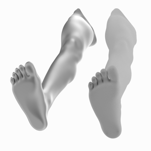 Female Legs Anatomical Base Mesh 3D Model in Woman 3DExport
