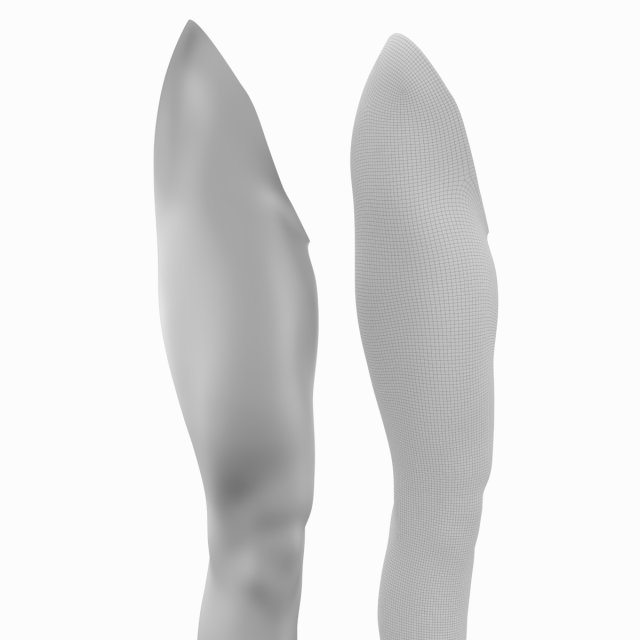 Female Legs Anatomical Base Mesh 3D Model in Woman 3DExport