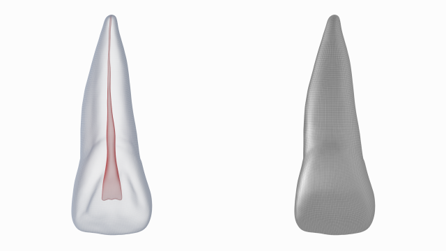 Human Upper Left Central Incisor Tooth With Pulp Cavity 3D Model in ...