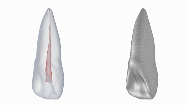 Human Upper Left Central Incisor Tooth With Pulp Cavity 3Dモデル in 骨格 ...