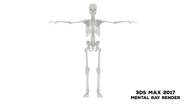 Realistic Human Male Skeleton 3D Model in Anatomy 3DExport