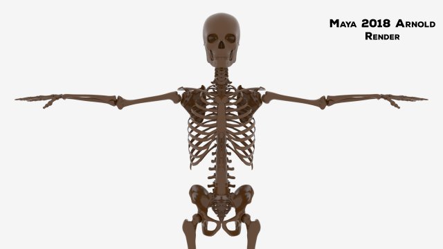 Realistic Human Male Skeleton 3D Model in Anatomy 3DExport