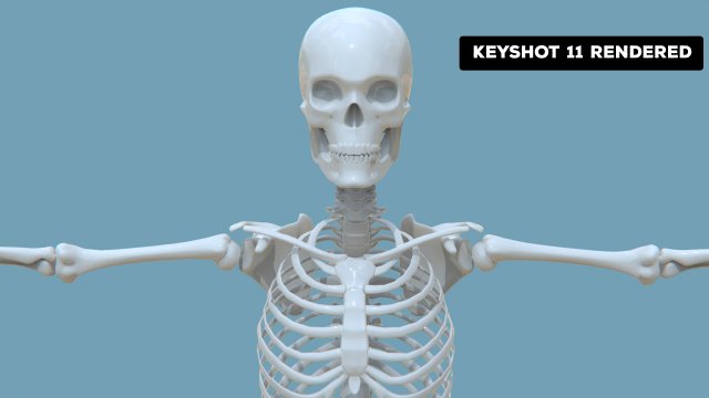 Realistic Human Male Skeleton 3D Model in Anatomy 3DExport