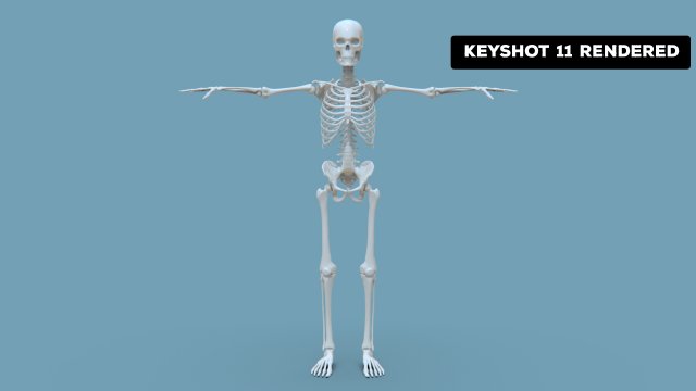Realistic Human Male Skeleton 3D Model in Anatomy 3DExport