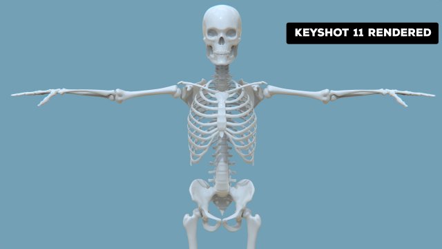 Realistic Human Male Skeleton 3D Model in Anatomy 3DExport