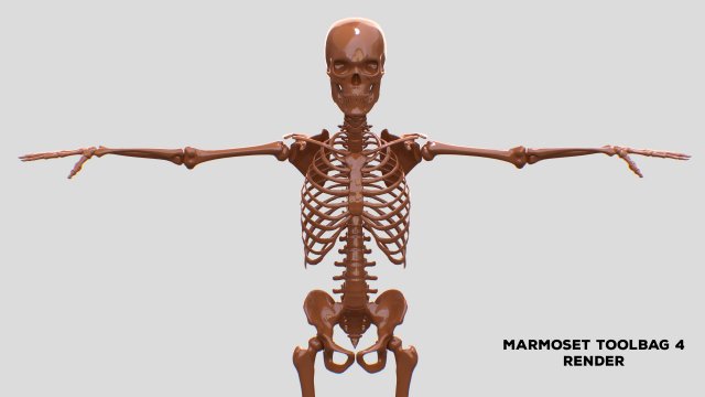 Realistic Human Male Skeleton 3D Model in Anatomy 3DExport