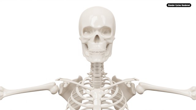 Realistic Human Male Skeleton 3D Model in Anatomy 3DExport