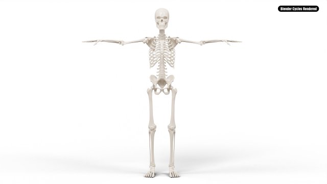 Realistic Human Male Skeleton 3D Model in Anatomy 3DExport