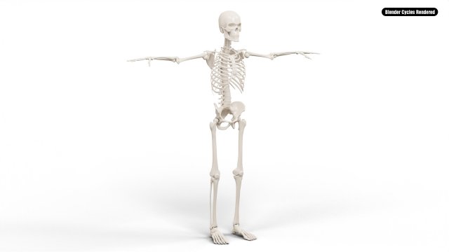 Realistic Human Male Skeleton 3D Model in Anatomy 3DExport