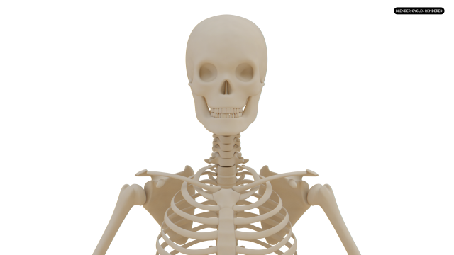 Realistic Human Skeleton 3D Model in Anatomy 3DExport
