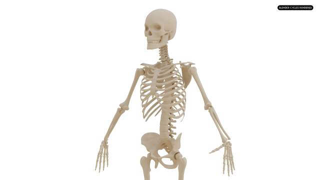 Realistic Human Skeleton 3D Model in Anatomy 3DExport
