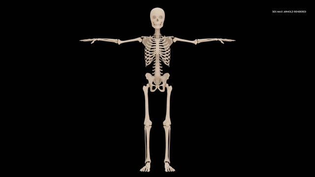 Realistic Human Skeleton 3D Model in Anatomy 3DExport