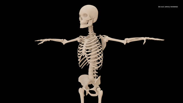 Realistic Human Skeleton 3D Model in Anatomy 3DExport