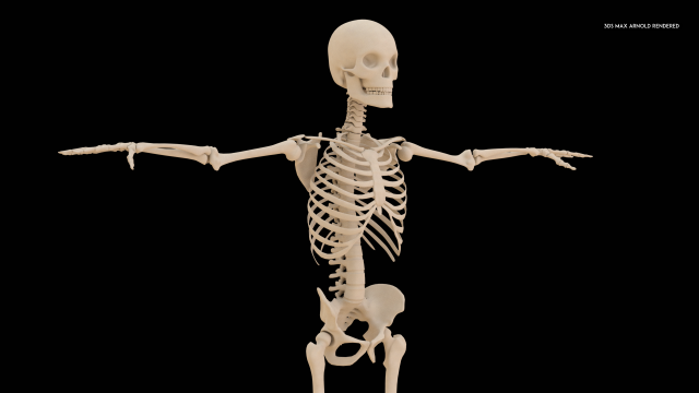 Realistic Human Skeleton 3D Model in Anatomy 3DExport