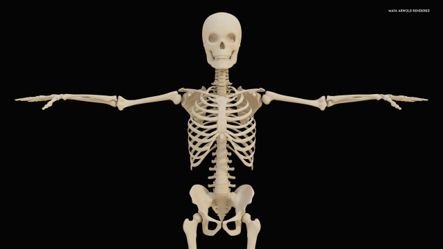 Realistic Human Skeleton 3D Model in Anatomy 3DExport