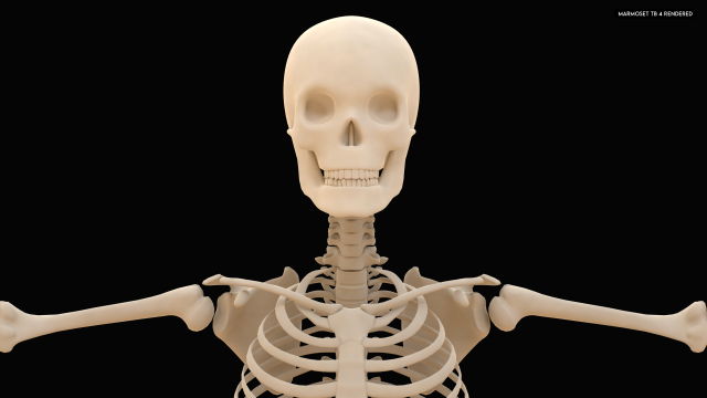 Realistic Human Skeleton 3D Model in Anatomy 3DExport