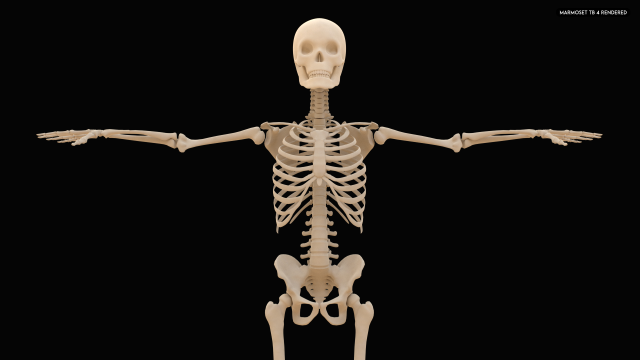 Realistic Human Skeleton 3D Model in Anatomy 3DExport