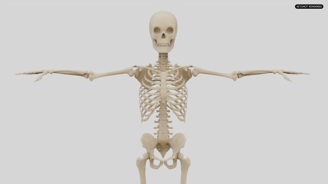 Realistic Human Skeleton 3D Model in Anatomy 3DExport