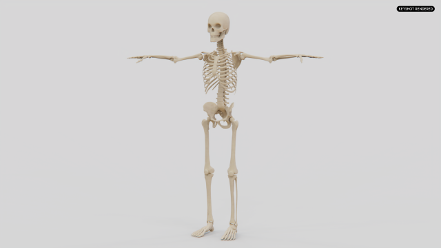 Realistic Human Skeleton 3D Model in Anatomy 3DExport