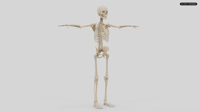 Realistic Human Skeleton 3D Model in Anatomy 3DExport