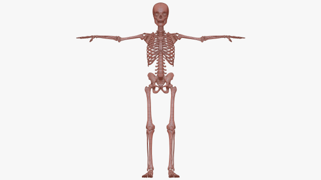 Realistic Human Skeleton 3D Model in Anatomy 3DExport