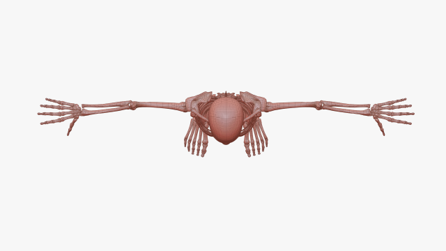 Realistic Human Skeleton 3D Model in Anatomy 3DExport