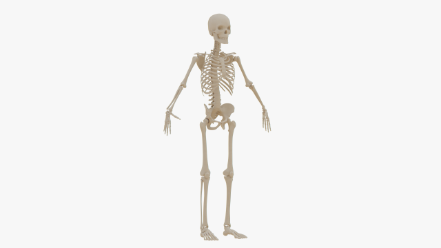 Realistic Human Skeleton 3D Model in Anatomy 3DExport