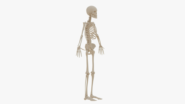Realistic Human Skeleton 3D Model in Anatomy 3DExport