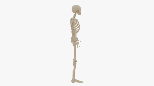 Realistic Human Skeleton 3D Model in Anatomy 3DExport