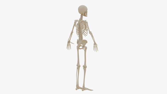 Realistic Human Skeleton 3D Model in Anatomy 3DExport