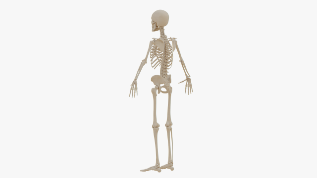 Realistic Human Skeleton 3D Model in Anatomy 3DExport