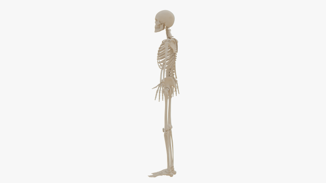 Realistic Human Skeleton 3D Model in Anatomy 3DExport