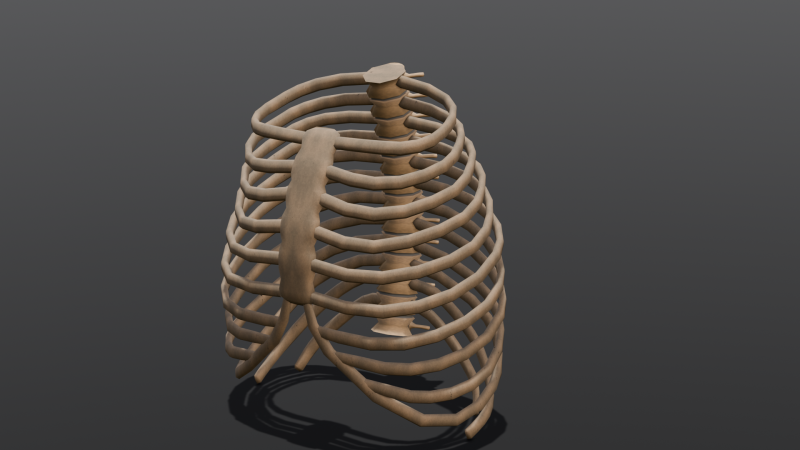 Human Rib Bone 3D Model in Anatomy 3DExport