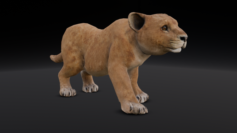 Baby Lion Animated 3D Model in Wildlife 3DExport