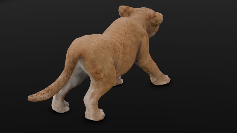 Baby Lion Animated 3D Model in Wildlife 3DExport