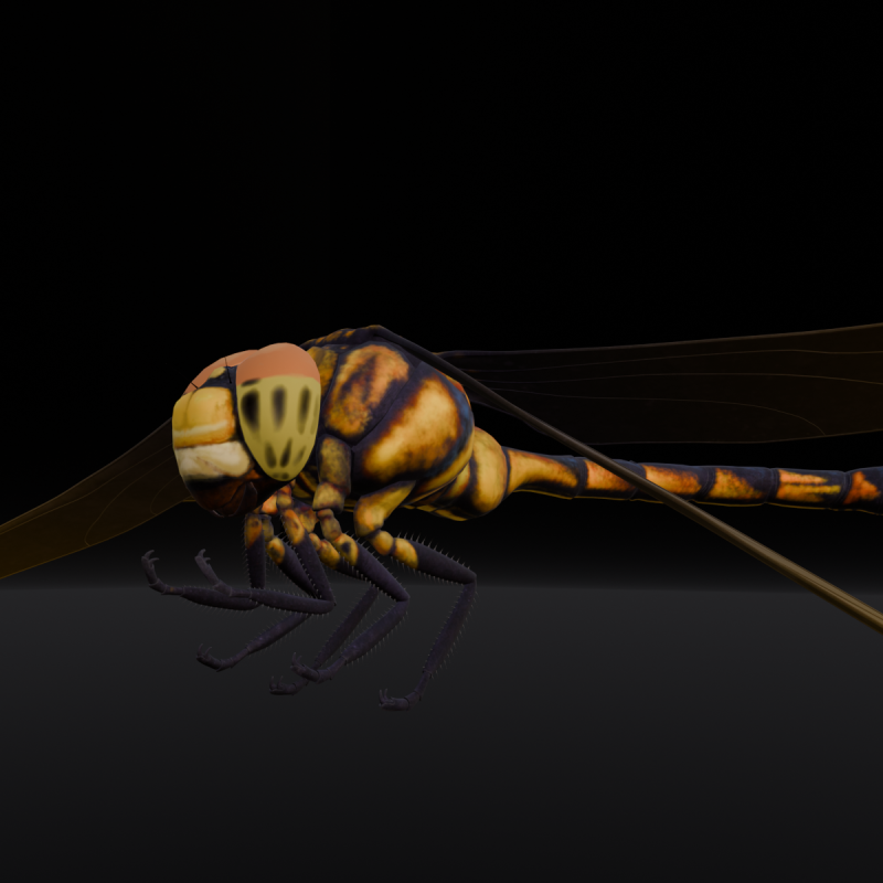 Dragonfly Animated 3D Model in Insects 3DExport