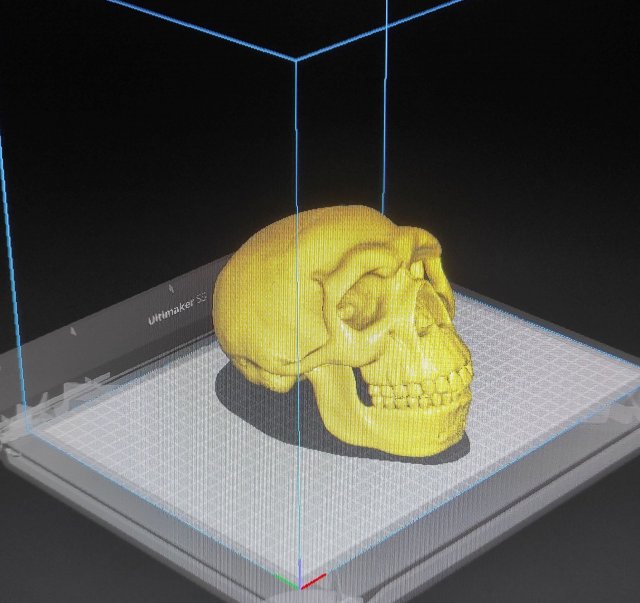 NEANDERTHAL SKULL 3D Print Model in Figurines 3DExport