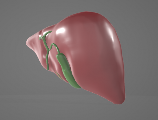HUMAN ANATOMY LIVER AND GALLBLADDER 3D MODEL 3D Model in Diğer 3DExport