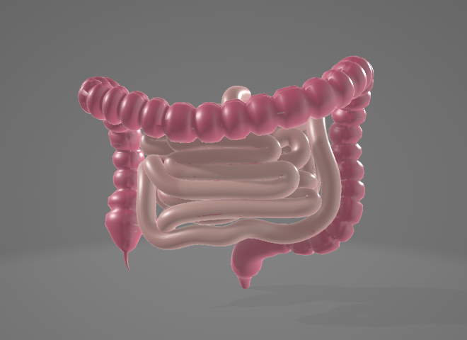 HUMAN INTESTINE 3D MODEL - ANATOMY 3D MODEL Modelo 3D in Otros 3DExport