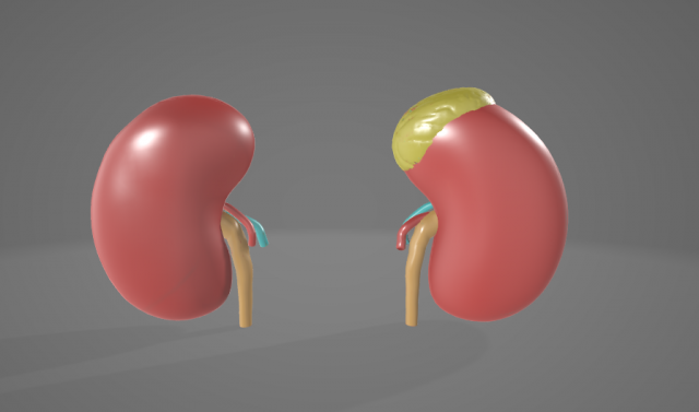 HUMAN KIDNEYS - ANATOMY 3D MODEL Modèle 3D in Autre 3DExport