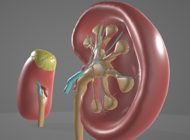 HUMAN KIDNEYS - ANATOMY 3D MODEL Modèle 3D in Autre 3DExport