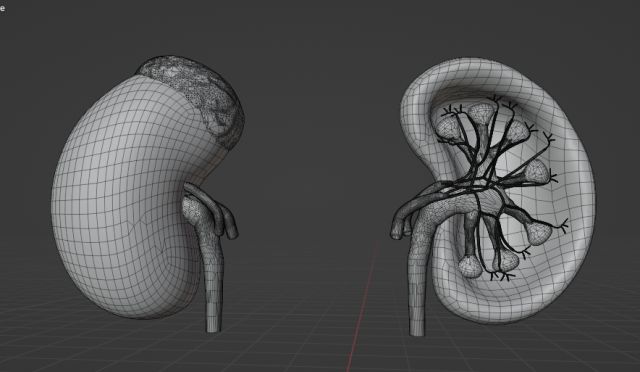 HUMAN KIDNEYS - ANATOMY 3D MODEL Modèle 3D in Autre 3DExport