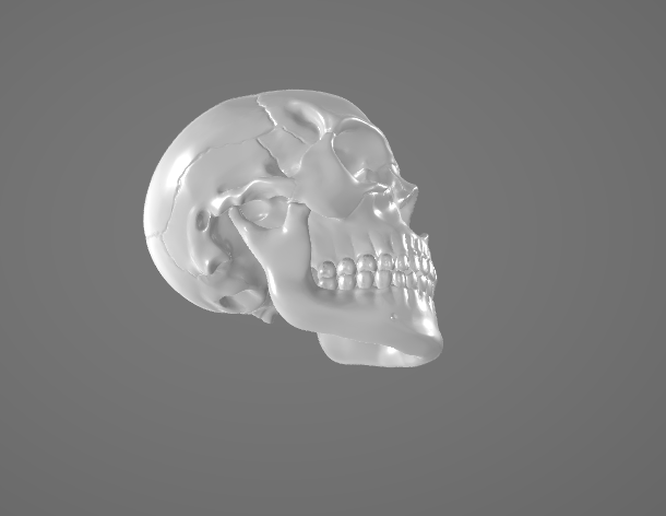 Human Skull 3D Model in Other 3DExport