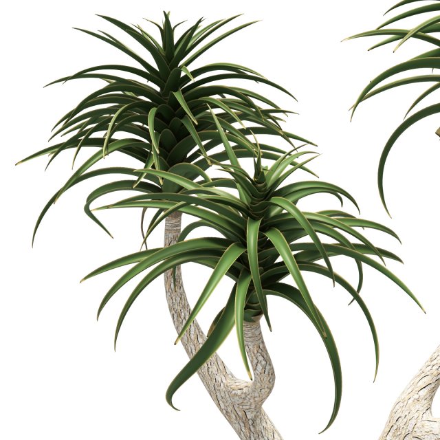 Aloe Barber Tree 3D Model in Tree 3DExport