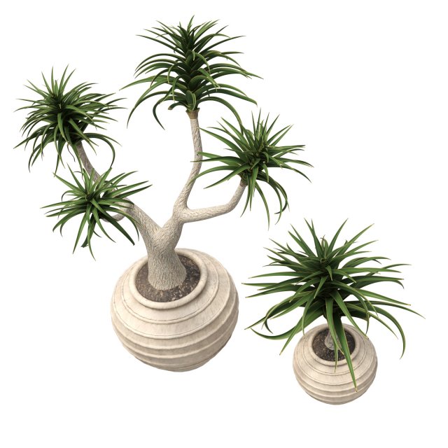 Aloe Barber Tree 3D Model in Tree 3DExport