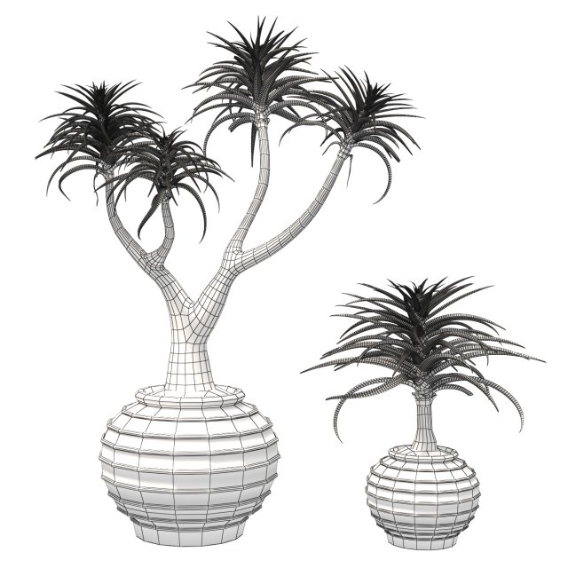 Aloe Barber Tree 3D Model in Tree 3DExport